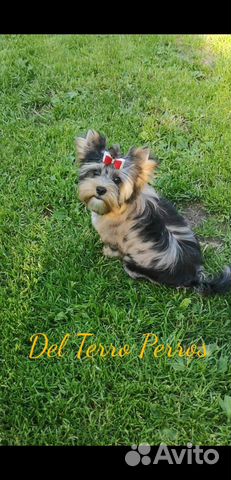 Мраморный йорк вязка