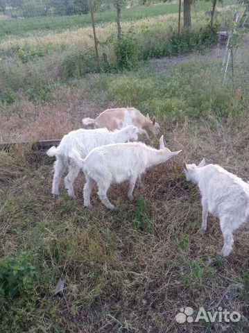 Зааненские козачки