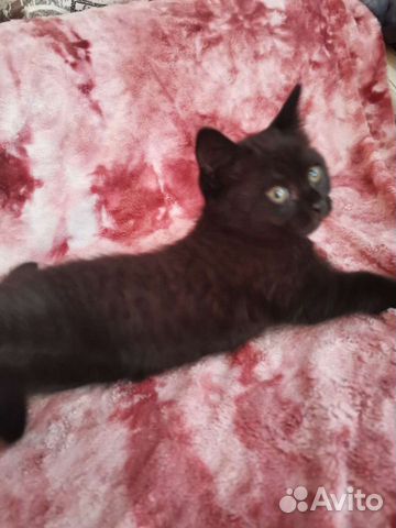 Милые котята В добрые руки