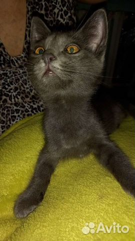 Кошка