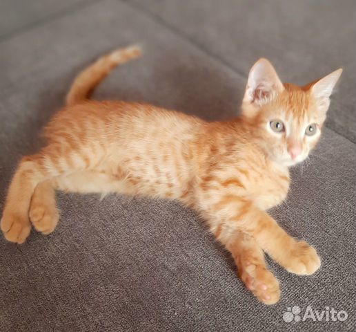 Солнечный котёнок 2,5 мес в дар