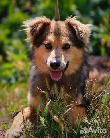 Щенок в добрые руки