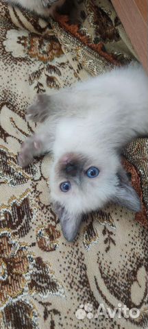 Тайские котята