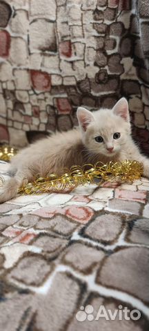 Котенок персикрвый мальчик
