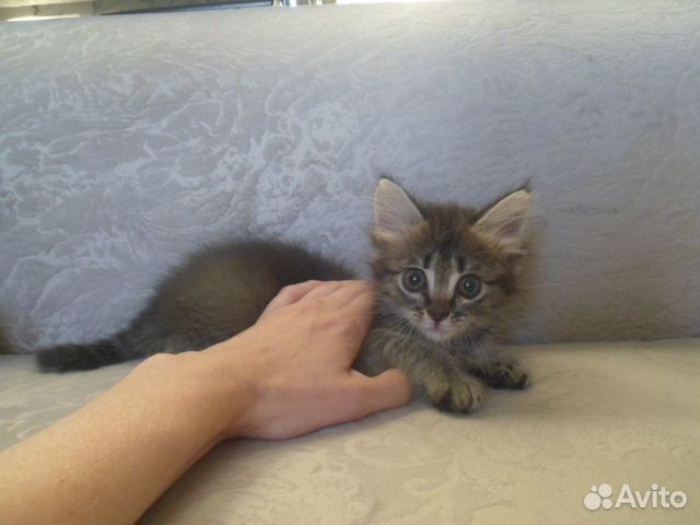 Ищу доброго человека