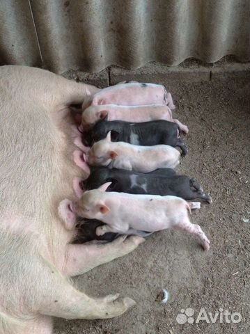 Вьетнамцы висло брюхие