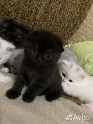 Котята шотландцы