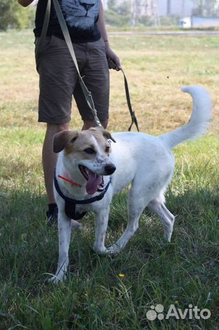 Активная игривая девочка ищет дом и верного друга