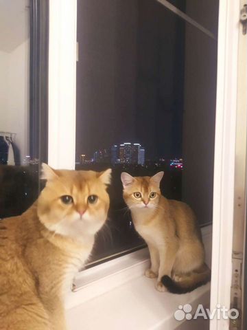 Вязка британская шиншила