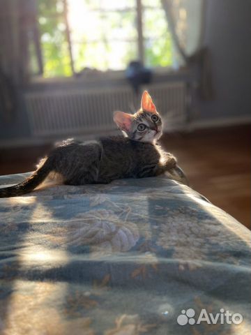 Котёнок в добрые руки