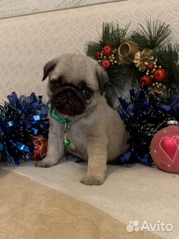 Мопсик щенок мальчик