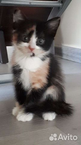 Котята в добрые руки бесплатно