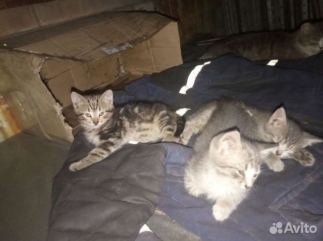 Котята в добрые руки бесплатно