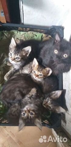 Кошка в дар бесплатно