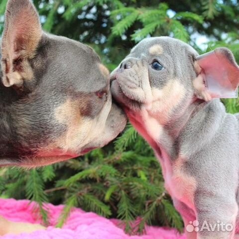 Лилово подпалая Зета Джонс