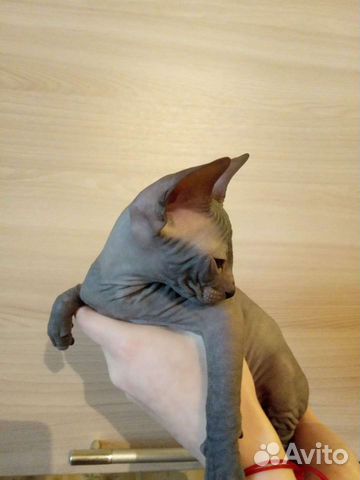 Донской сфинкс