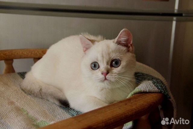 Ванесса - золотистая пойнтовая кошечка