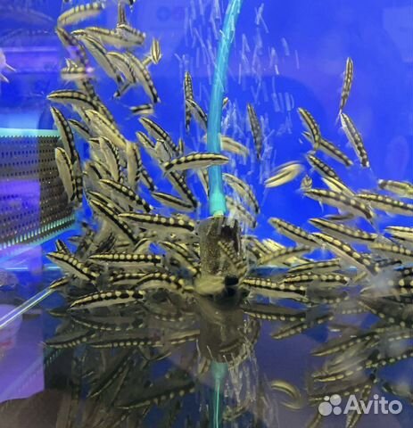 Боция Сидхумунки Карликовая