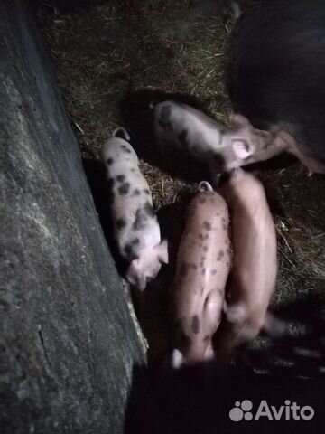 Поросята пьетрен+дюрок