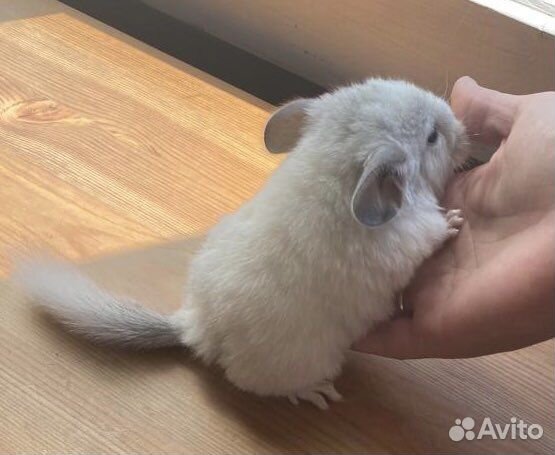 Шиншилла самка-Зеленоград