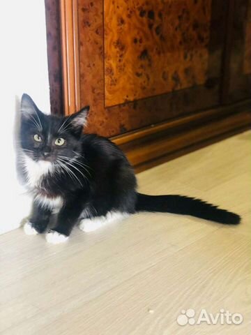 Котята в добрые руки бесплатно