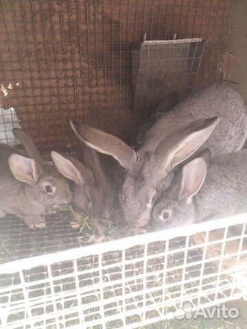 Кролики