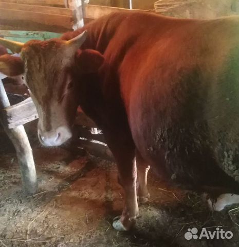 Продам Быка