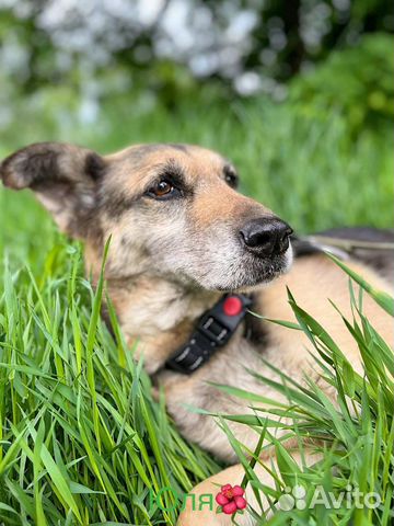 Собака в добрые руки. Ирма