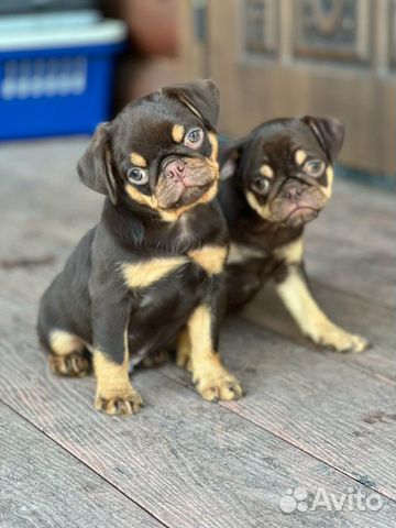 Пти брабансон