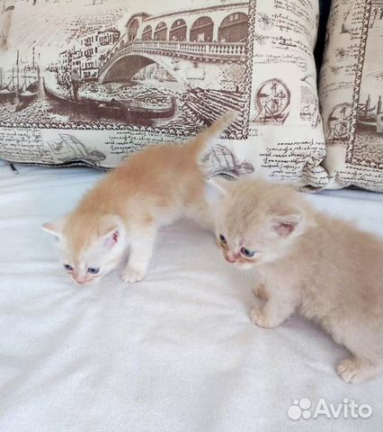Котенок для души