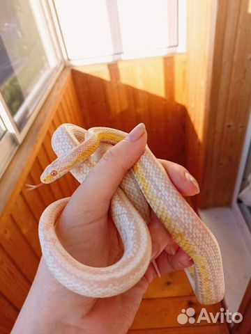 Массовый полоз