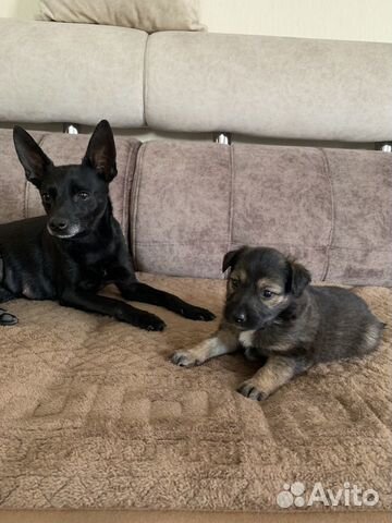 Щенки русский той-терьер