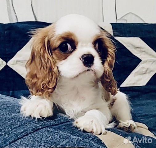 Девочки Кавалеры