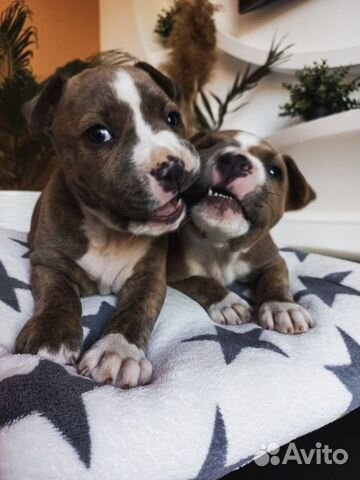 Щенки Стафорширский терьер