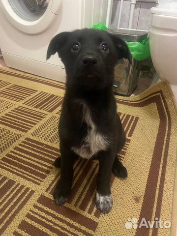 Фрося, 2,5 месяца, ждет свою хозяйку