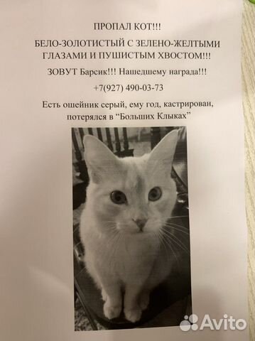 Потерялся кот