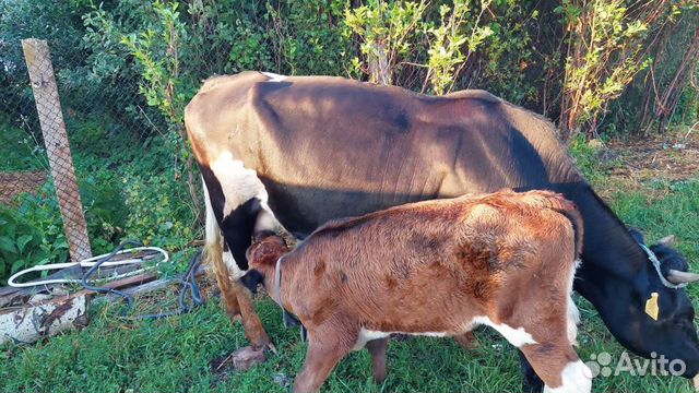 Корова дойная с теленком