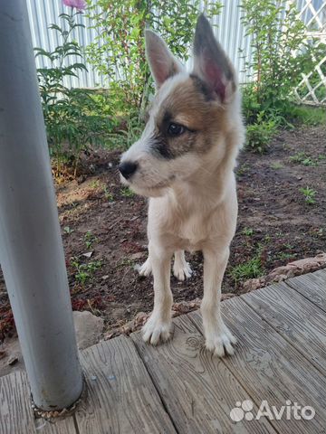 Собака в добрые руки щенок