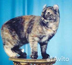 Американский керл