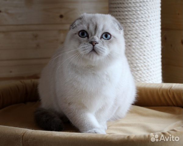 Шикарный шотландский кот