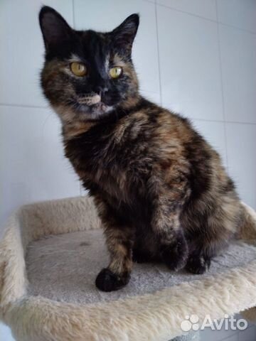 Кошечка Китти