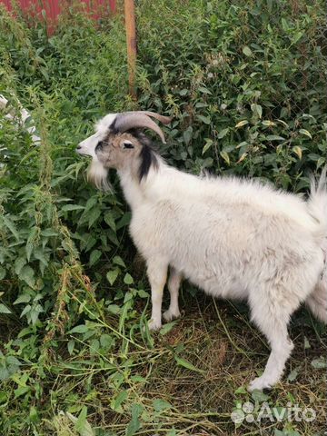 Козел на мясо