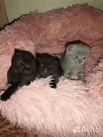 Британские котята