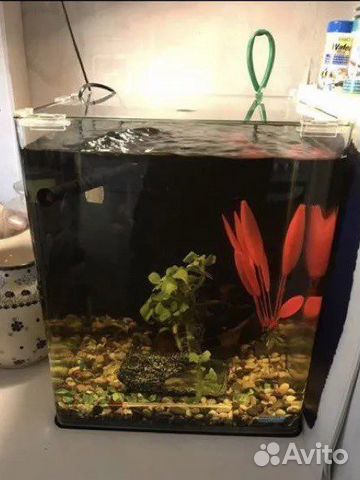 Аквариум Нанокуб 30л с фильтром, растением, рыбами