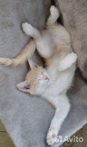 Ласковый котенок по имени Пепси.,2,5 месяца
