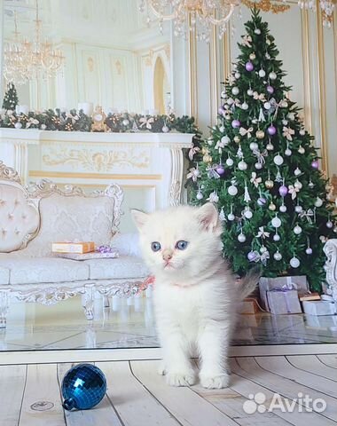 Девочка колор поинт, синие глазки