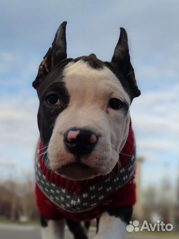 Стаффордширский терьер девочка в совладения