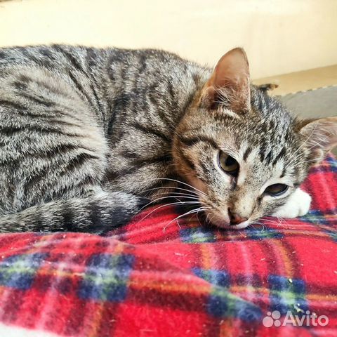 Ищем дом неуловимому котёнку-шпиЁну Шафрану