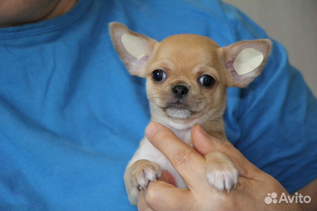 Яркие щенки чихуахуа