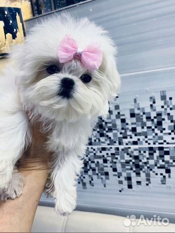 Беби - фейс мини девочка мальтийской болонки 3 мес